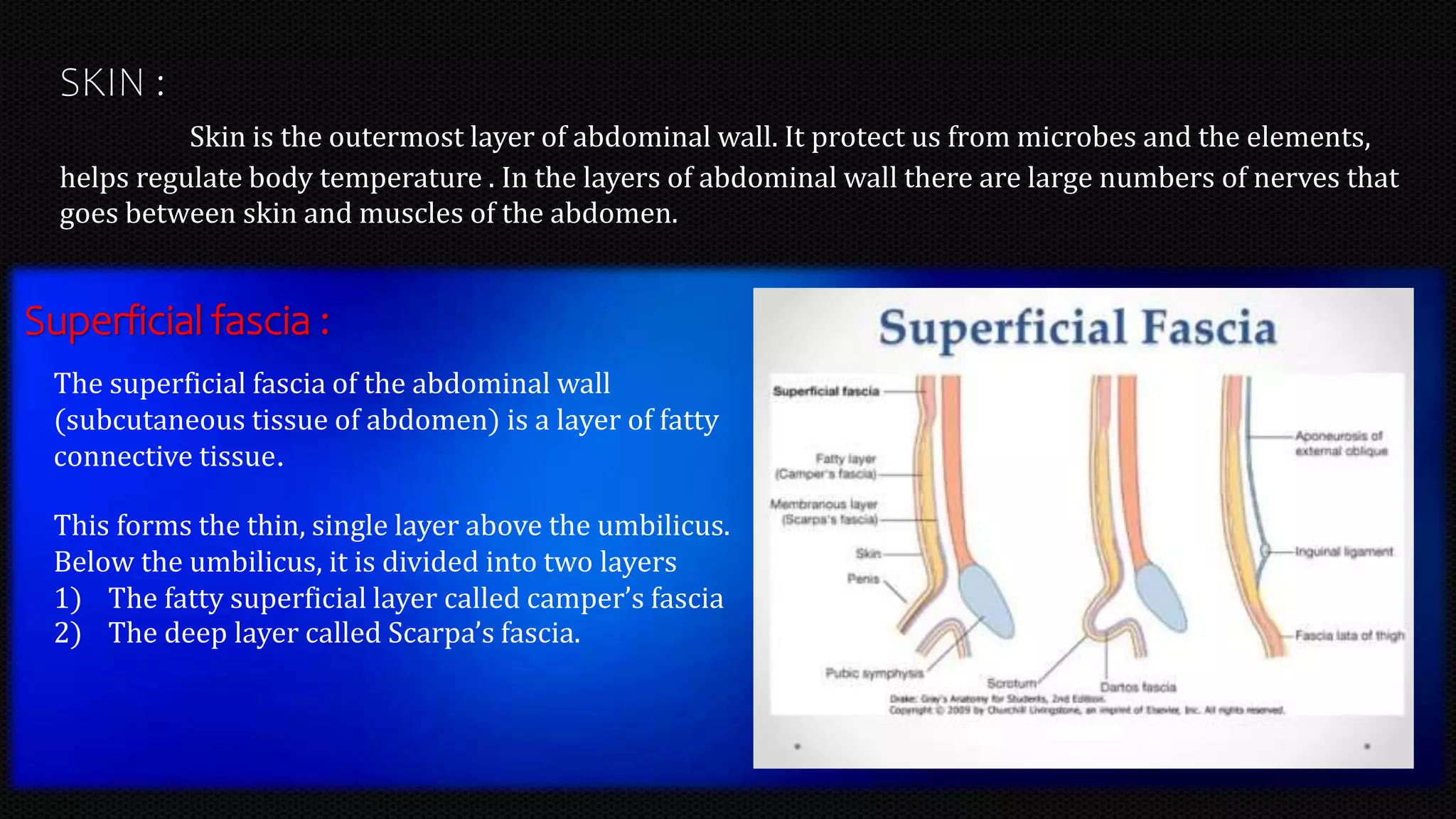 ABDOMINAL WALL ANATOMY.pptx