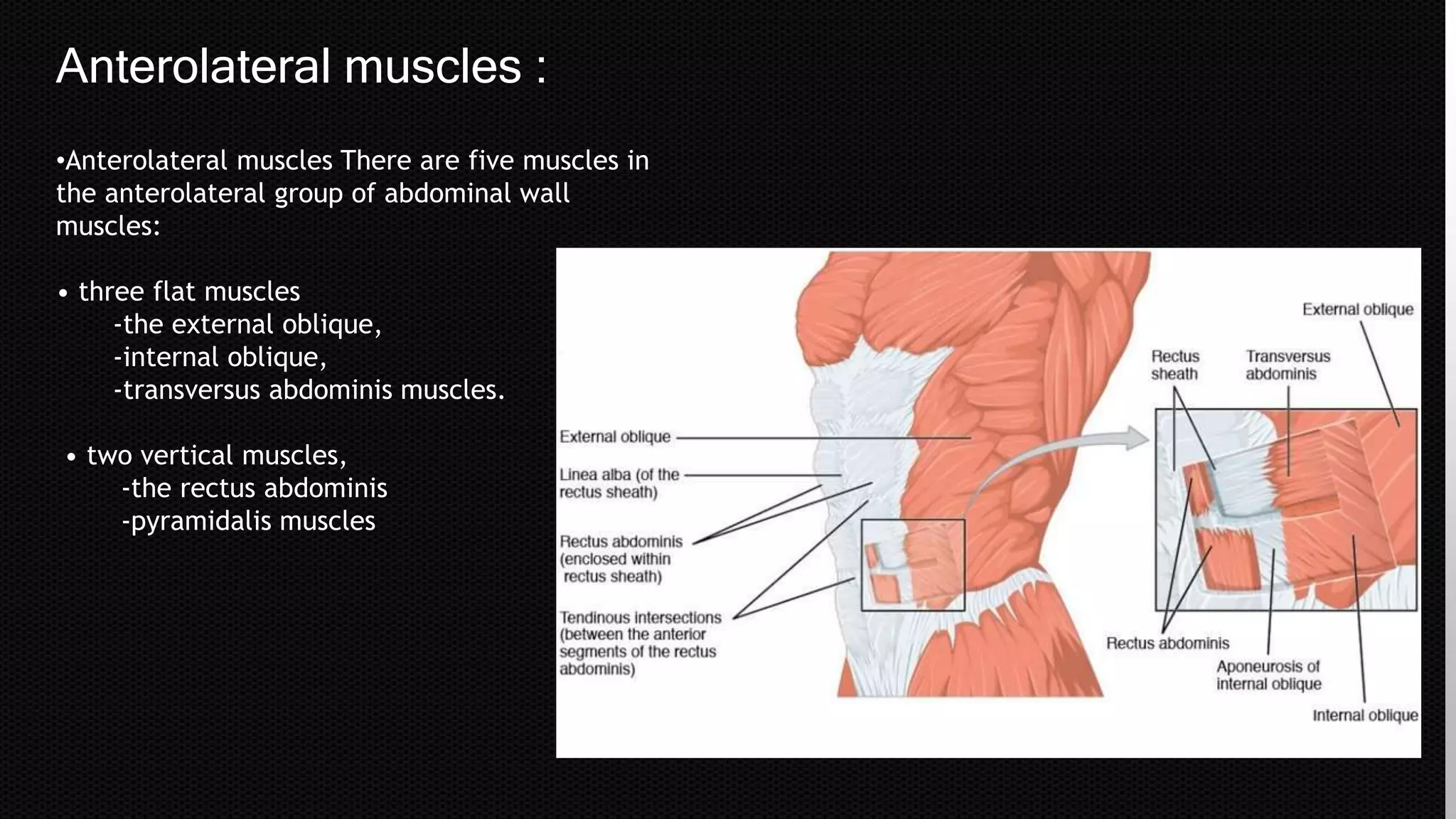 ABDOMINAL WALL ANATOMY.pptx