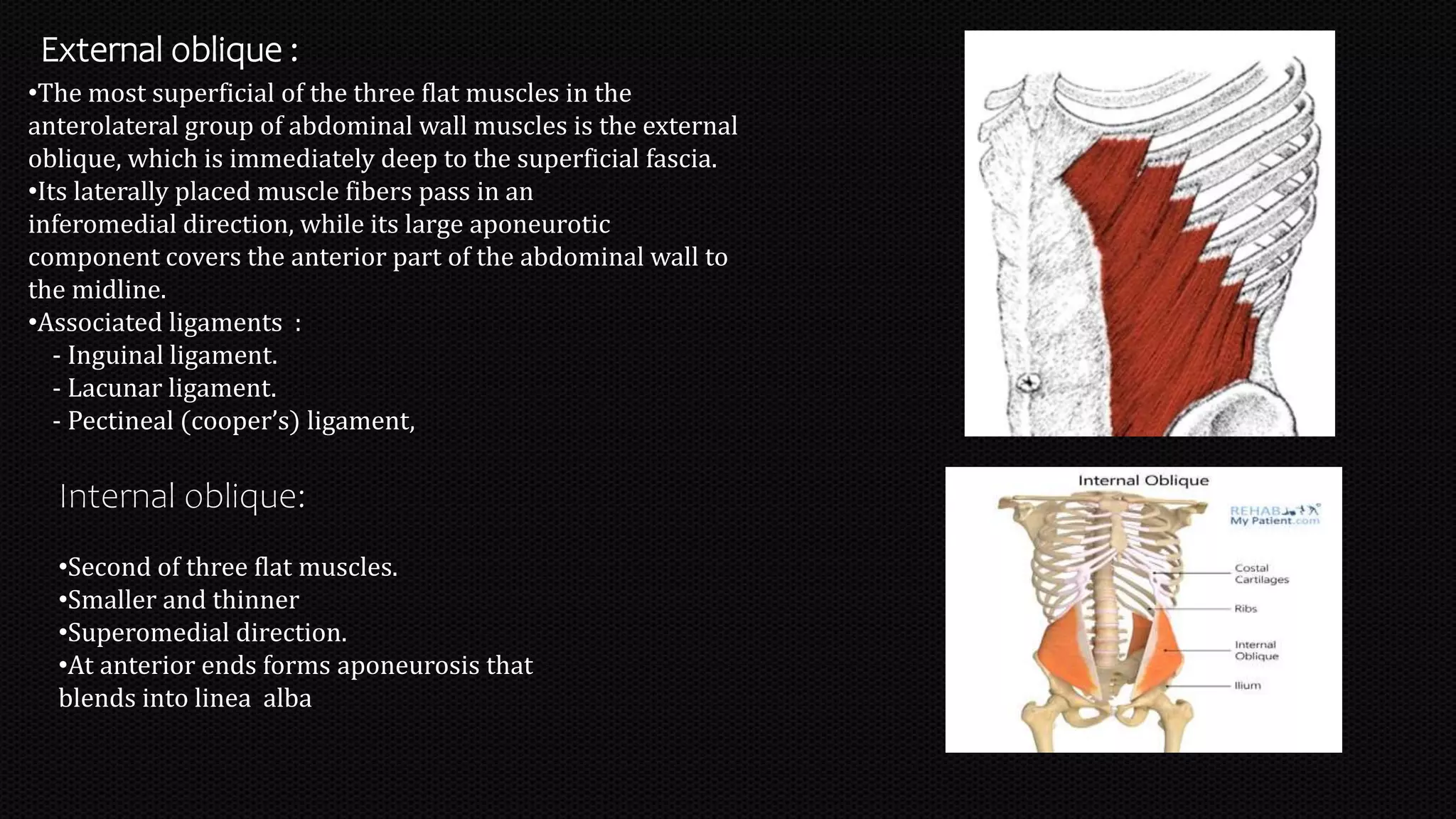 ABDOMINAL WALL ANATOMY.pptx