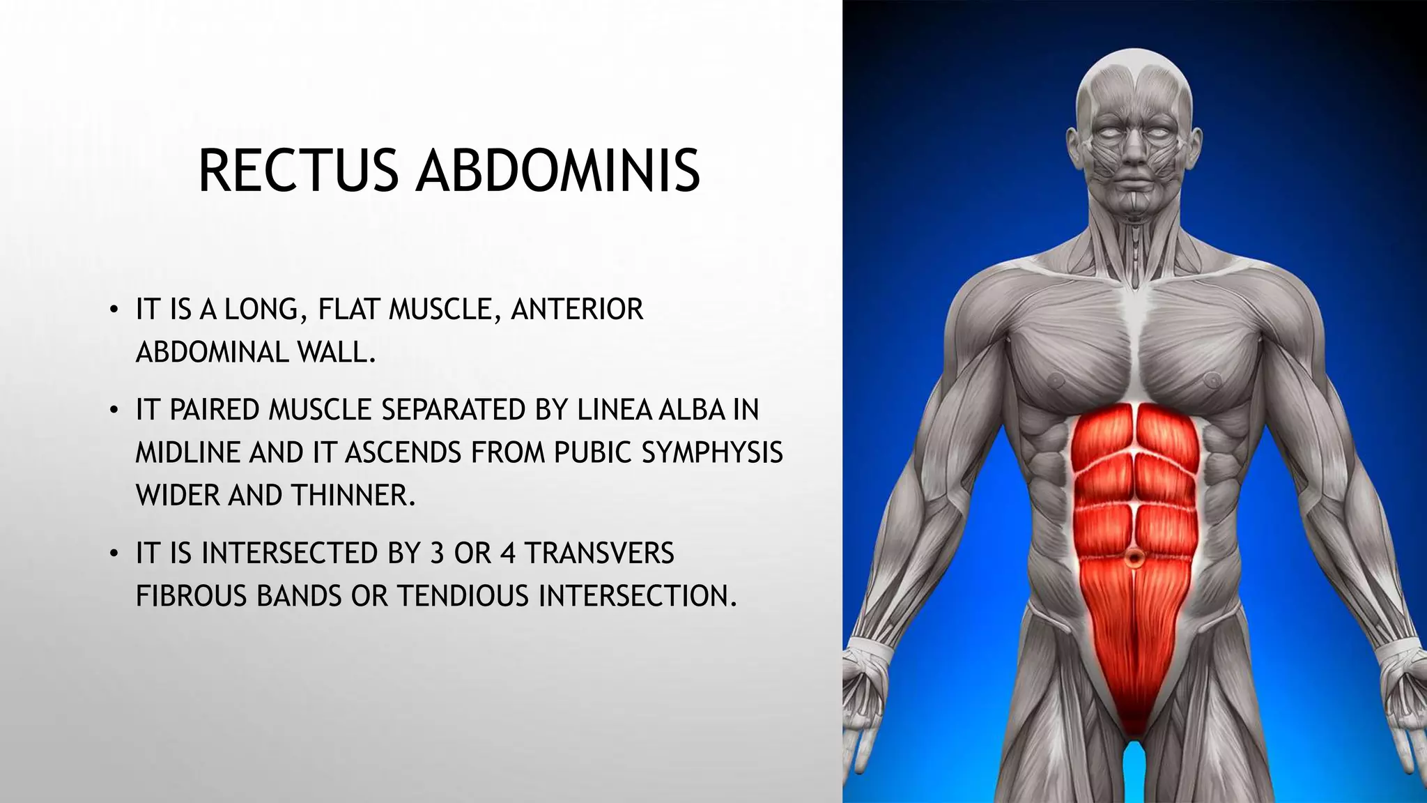ABDOMINAL WALL ANATOMY.pptx