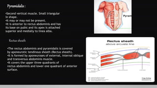 ABDOMINAL WALL ANATOMY.pptx