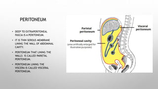 ABDOMINAL WALL ANATOMY.pptx
