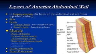 ABDOMINAL WALL ANATOMY.pptx