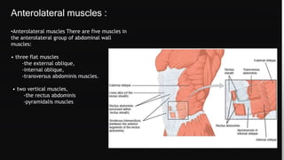 ABDOMINAL WALL ANATOMY.pptx