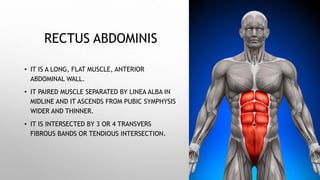 ABDOMINAL WALL ANATOMY.pptx