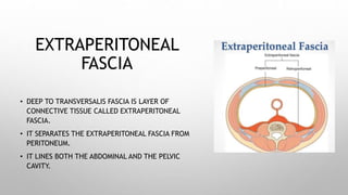 Extraperitoneal Fascia