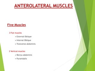 ABDOMINAL WALL ANATOMY.pptx
