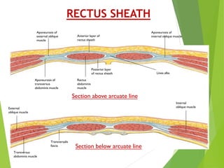 ABDOMINAL WALL ANATOMY.pptx