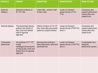 ABDOMINAL WALL ANATOMY.pptx