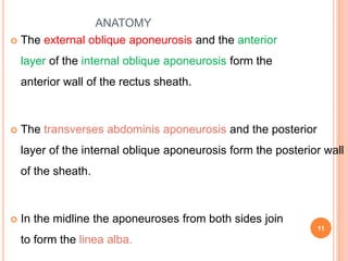 abdominal wall anatomy..ppt