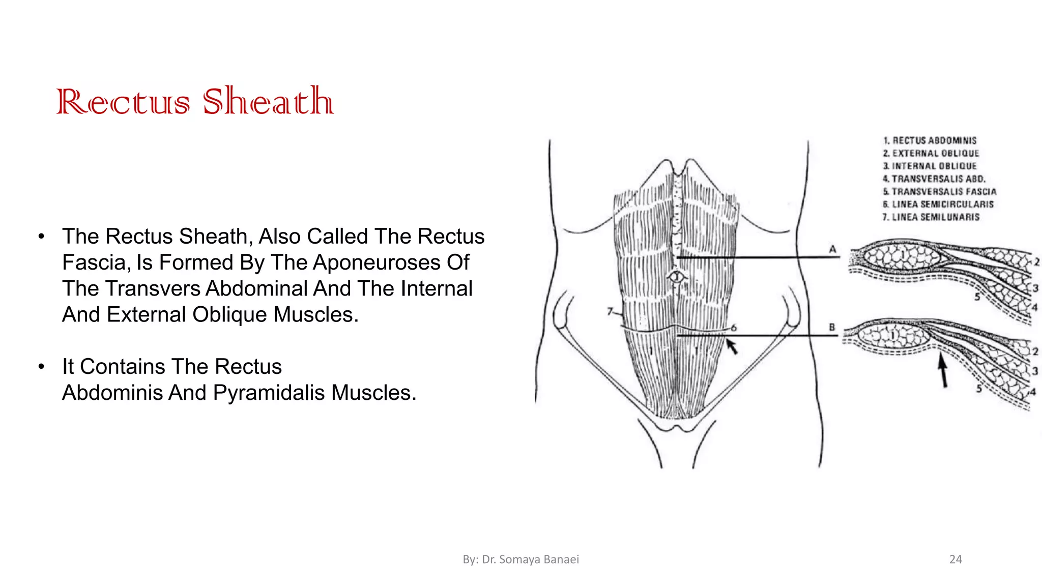 Surgical anatomy of Abdominal wall | PDF