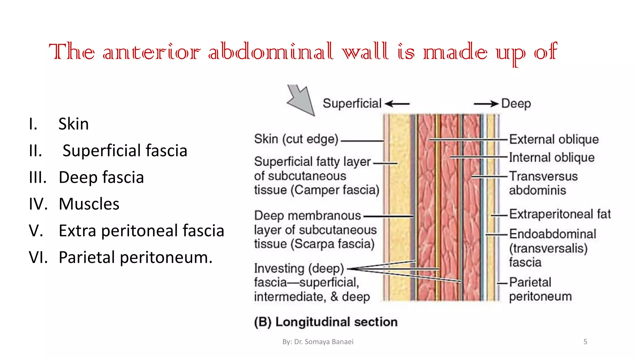 Surgical anatomy of Abdominal wall | PDF