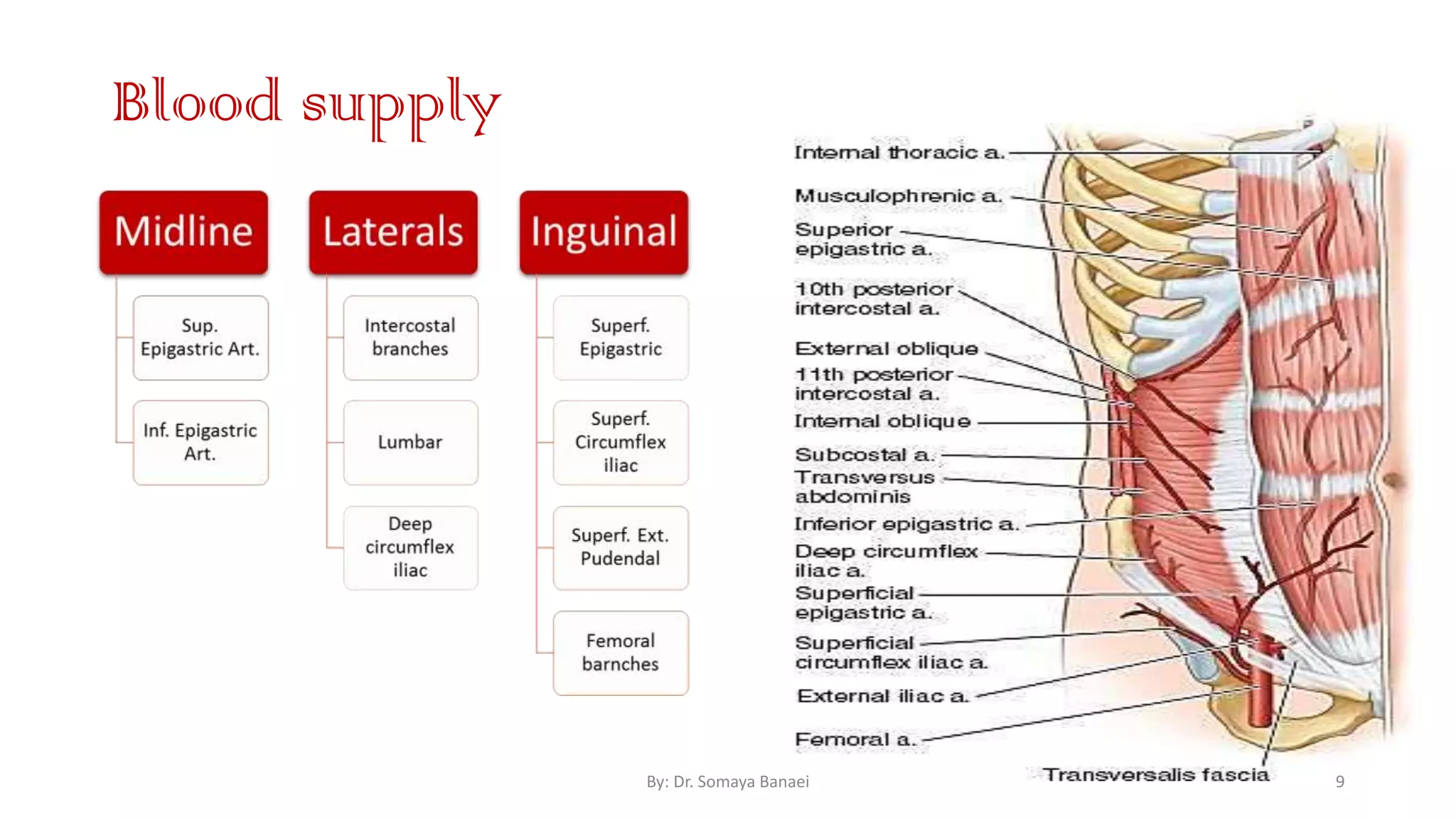 Surgical anatomy of Abdominal wall | PDF