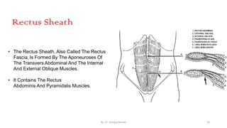 Surgical anatomy of Abdominal wall | PDF
