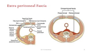 Surgical anatomy of Abdominal wall | PDF