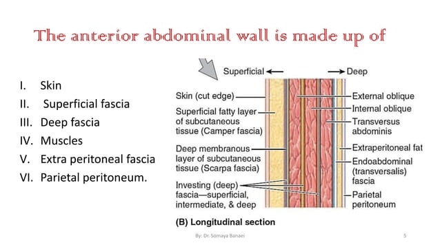 Surgical anatomy of Abdominal wall | PDF | Pregnancy | Reproductive Health