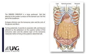 Abdominal Wall anddd Cavity Fall 2024.pdf