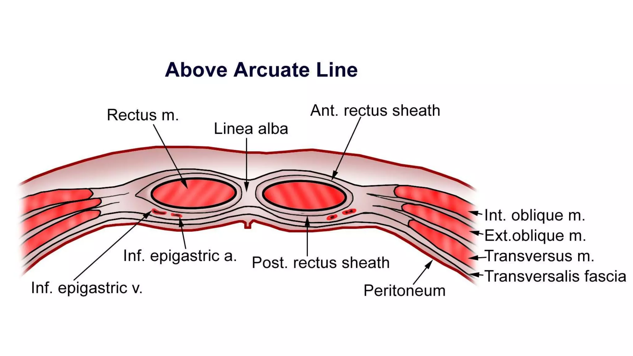Abdominal wall and hernia By Dr Yousef Shehada.pptx