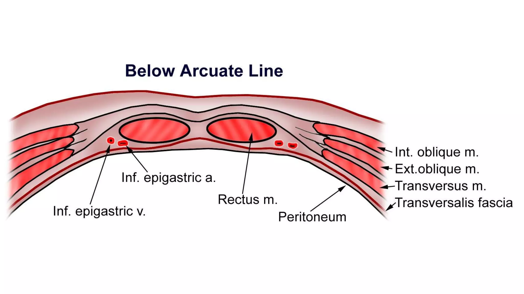 Abdominal wall and hernia By Dr Yousef Shehada.pptx
