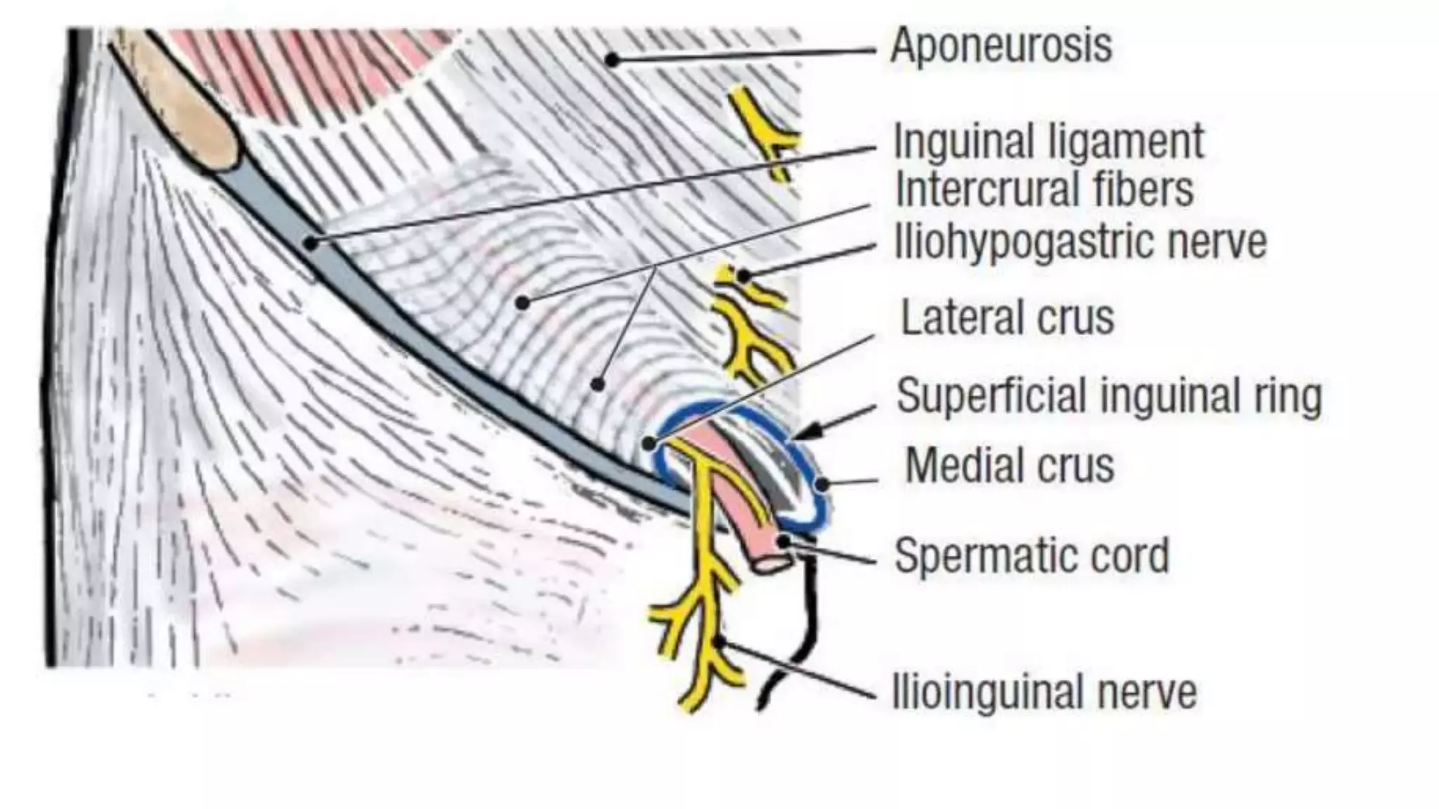Abdominal wall and hernia By Dr Yousef Shehada.pptx