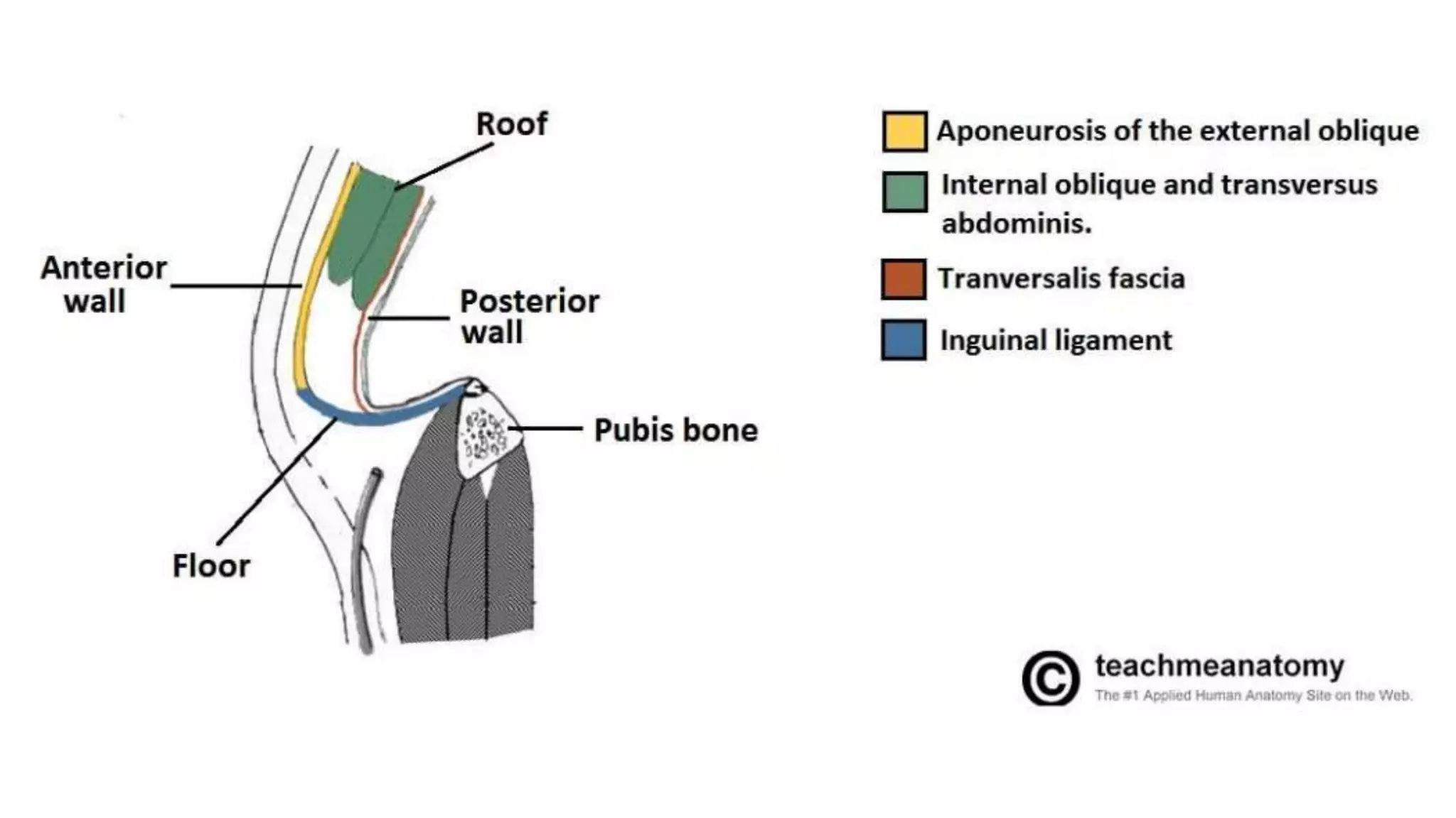 Abdominal wall and hernia By Dr Yousef Shehada.pptx