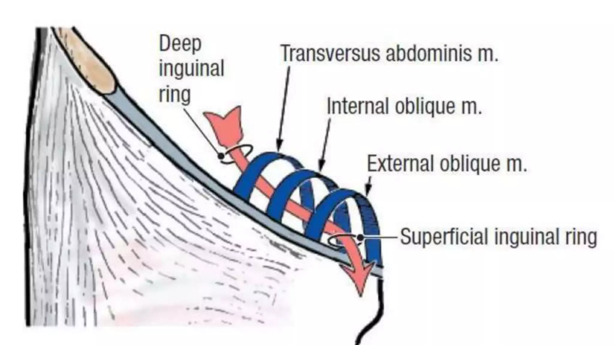 Abdominal wall and hernia By Dr Yousef Shehada.pptx