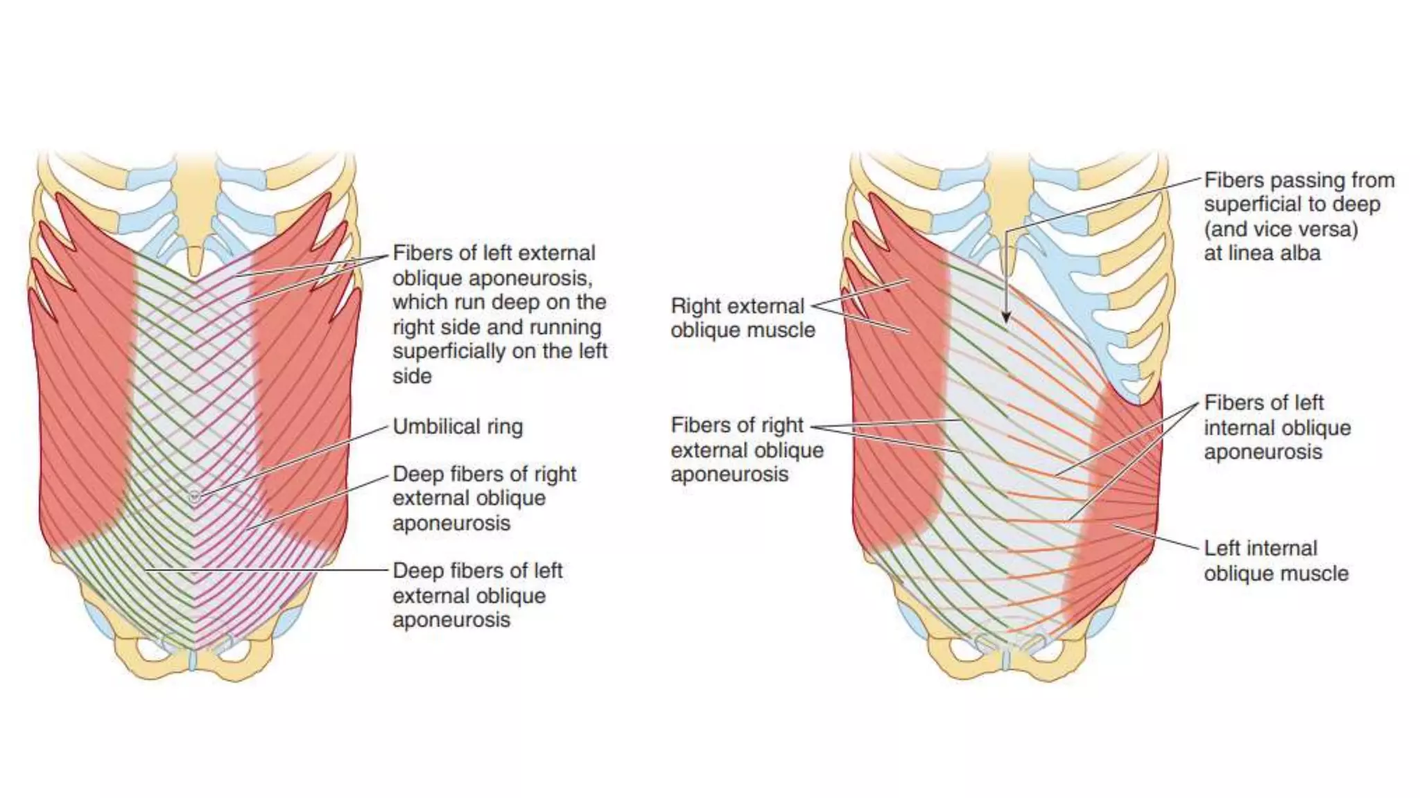 Abdominal wall and hernia By Dr Yousef Shehada.pptx