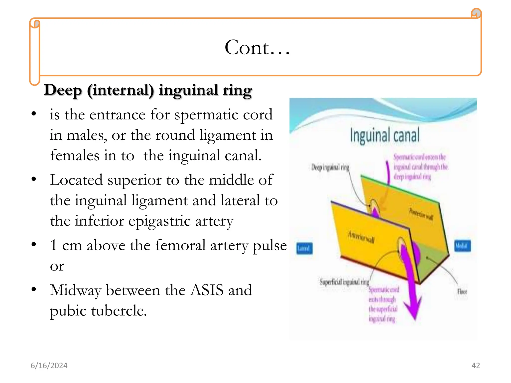 Abdominal wall and inguinal region anatomy.pptx