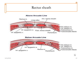 Abdominal wall and inguinal region anatomy.pptx
