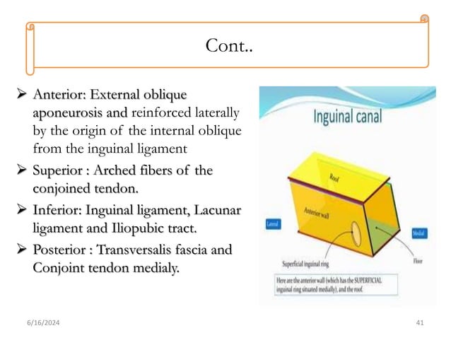 Abdominal wall and inguinal region anatomy.pptx