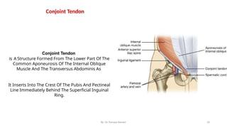 abdominal wall component separation.pptx