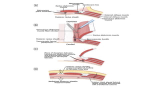 abdominal wall component separation.pptx