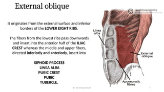 abdominal wall component separation.pptx