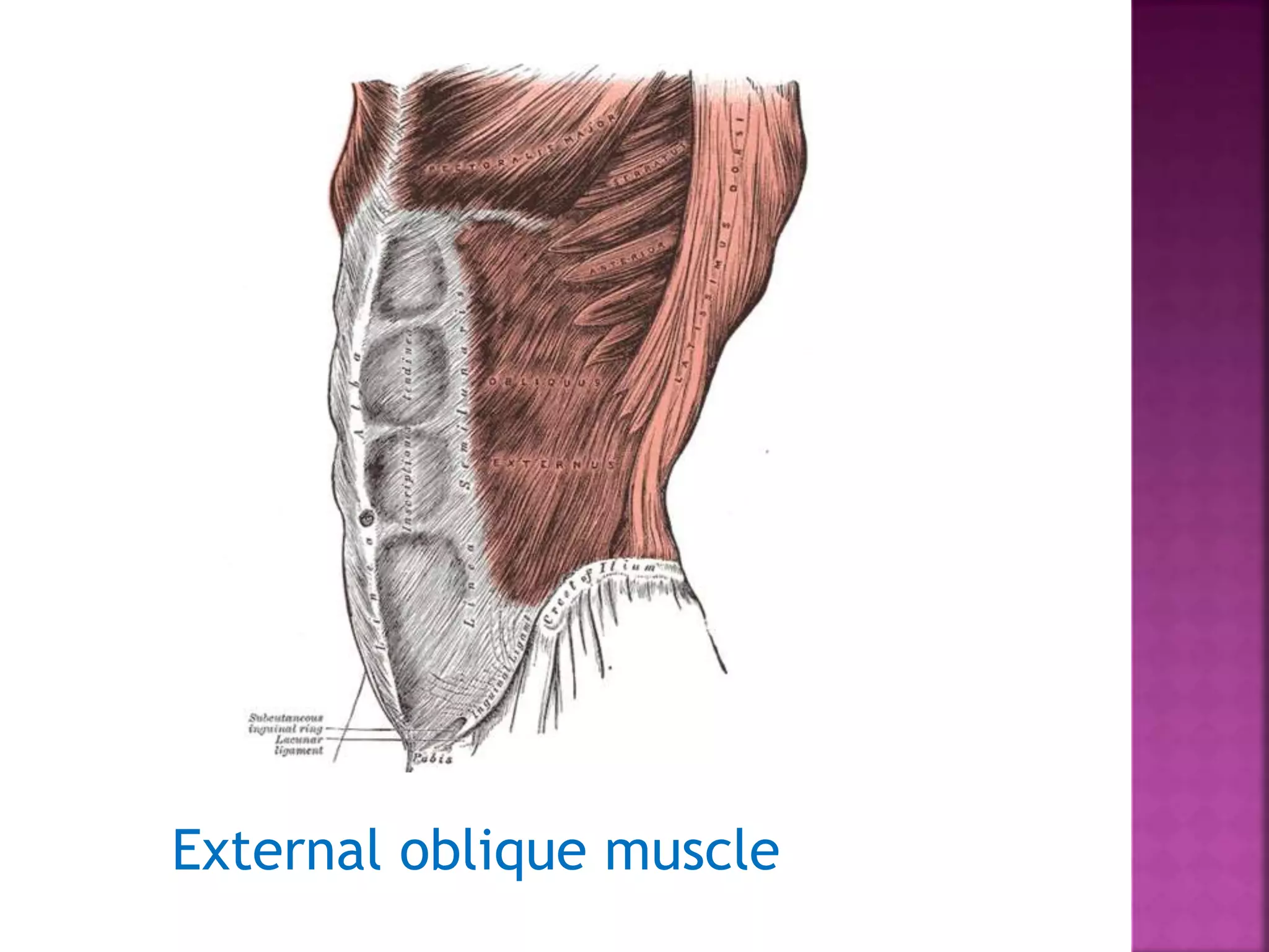 Abdominal wall defect reconstruction | PPTX
