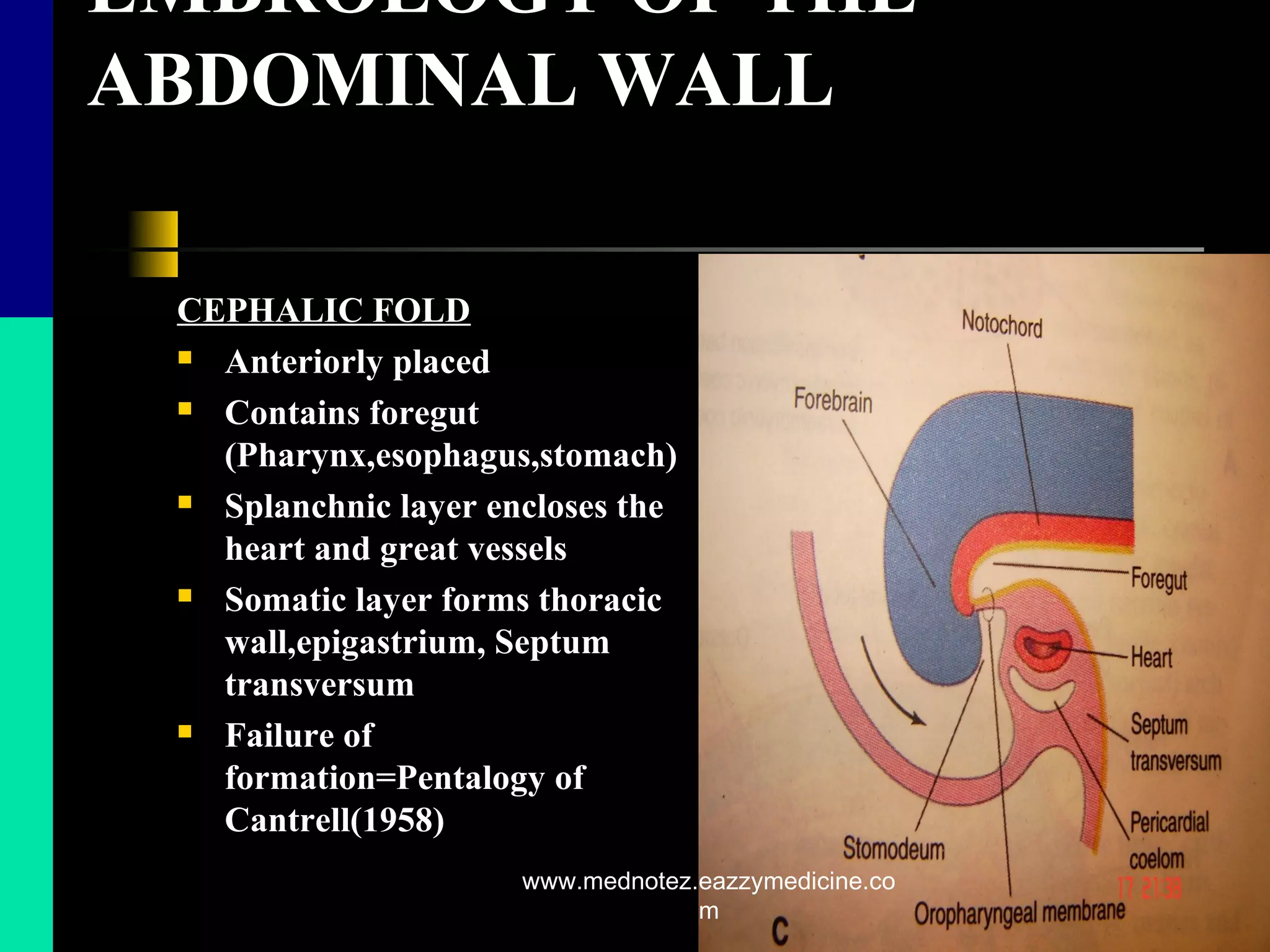 Abdominal wall defects pesantation | PPT