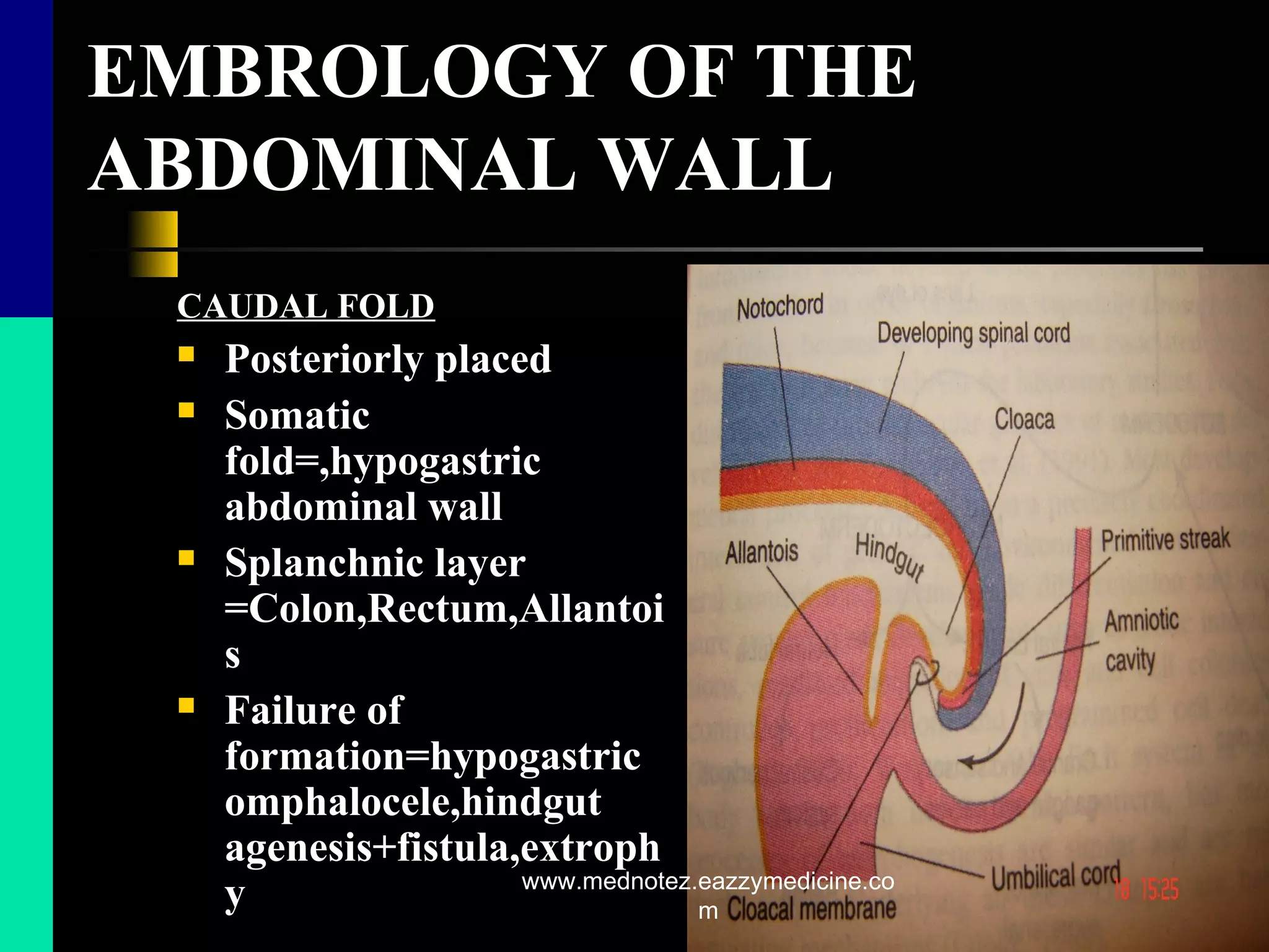 Abdominal wall defects pesantation | PPT