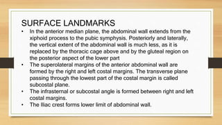 abdominal wall final (1).pptx