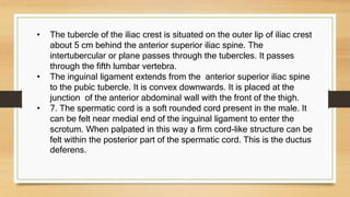 abdominal wall final (1).pptx