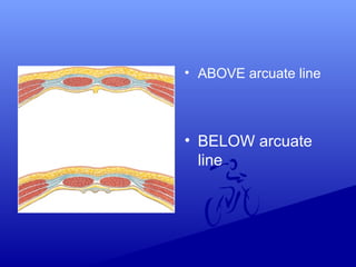 Abdominal wall incision | PPT