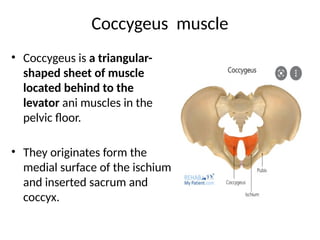 Abdominal wall & pelvic floor muscles .pptx