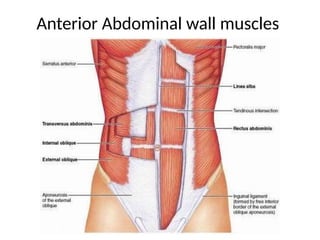 Abdominal wall & pelvic floor muscles .pptx