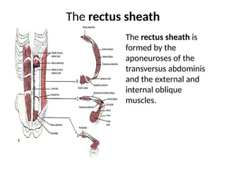Abdominal wall & pelvic floor muscles .pptx