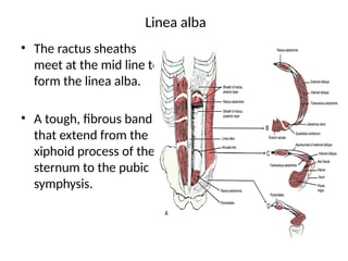 Abdominal wall & pelvic floor muscles .pptx