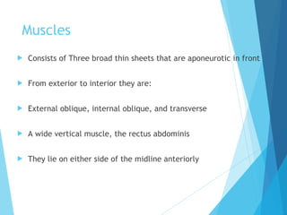 Abdominal Wall Lecture, Clinical Anatomy | PPT