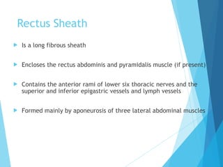 Abdominal Wall Lecture, Clinical Anatomy | PPT