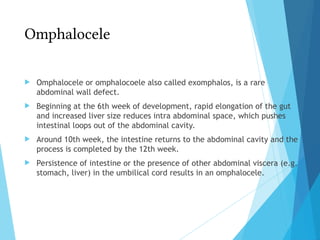 Abdominal Wall Lecture, Clinical Anatomy | PPT