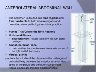 Abdominal wall in our body and researchs | PPTX