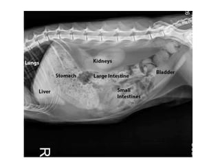 Normal Abdominal X Ray