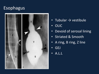Introduction to Abdominal x ray | PPTX