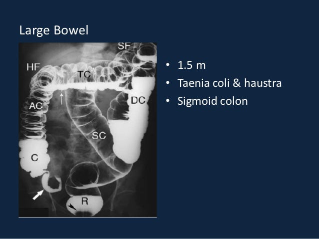 Haustra And Taenia Coli